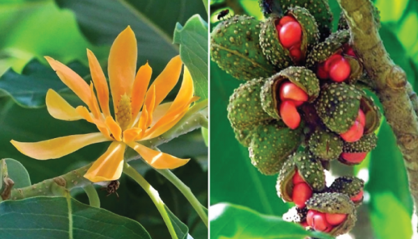 How To Germinate Michelia Champaca From Seeds – Healthy Thingy